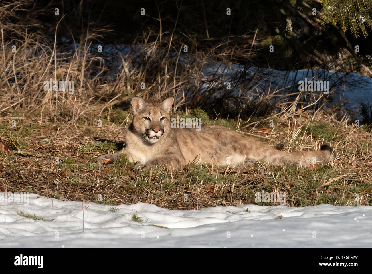 North America; United States; Montana; Wildlife; Mammals; Predators ...