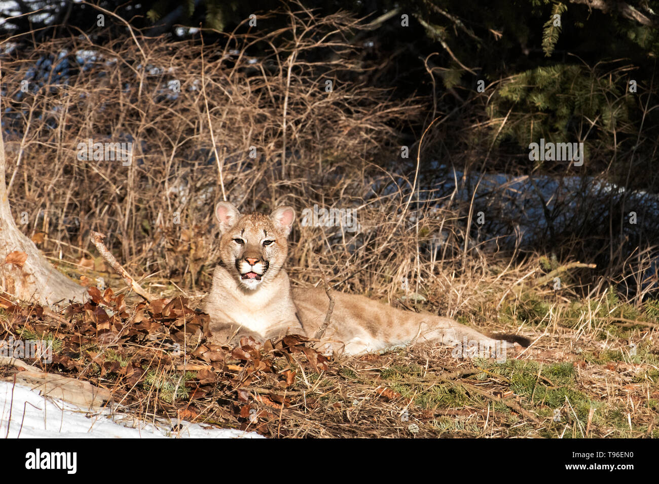 North America; United States; Montana; Wildlife; Mammals; Predators ...