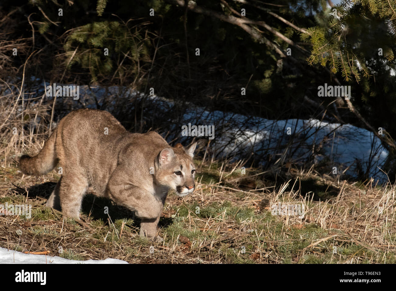North America; United States; Montana; Wildlife; Mammals; Predators ...