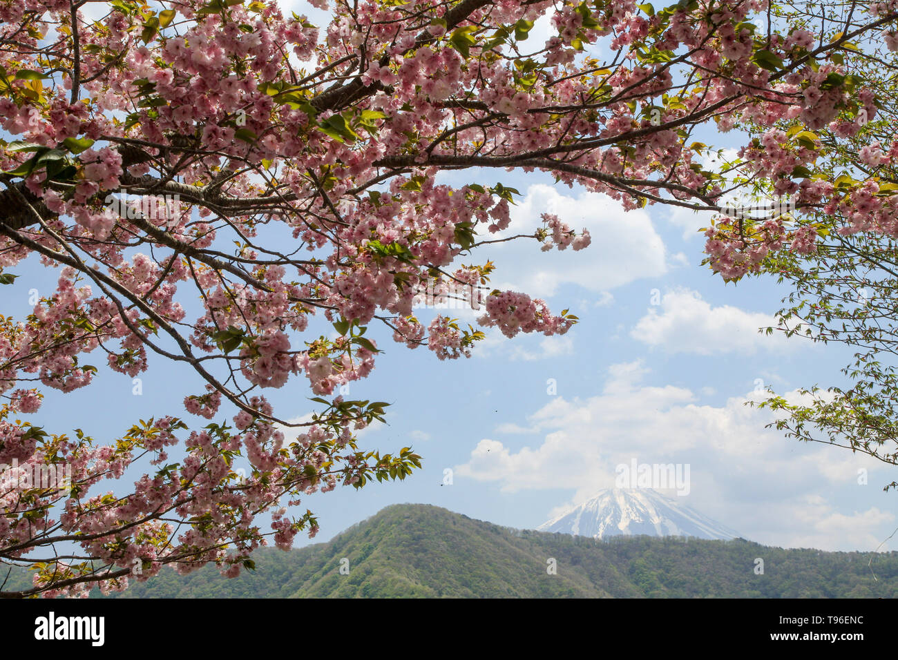 Mount Fuji, Japan Stock Photo - Alamy