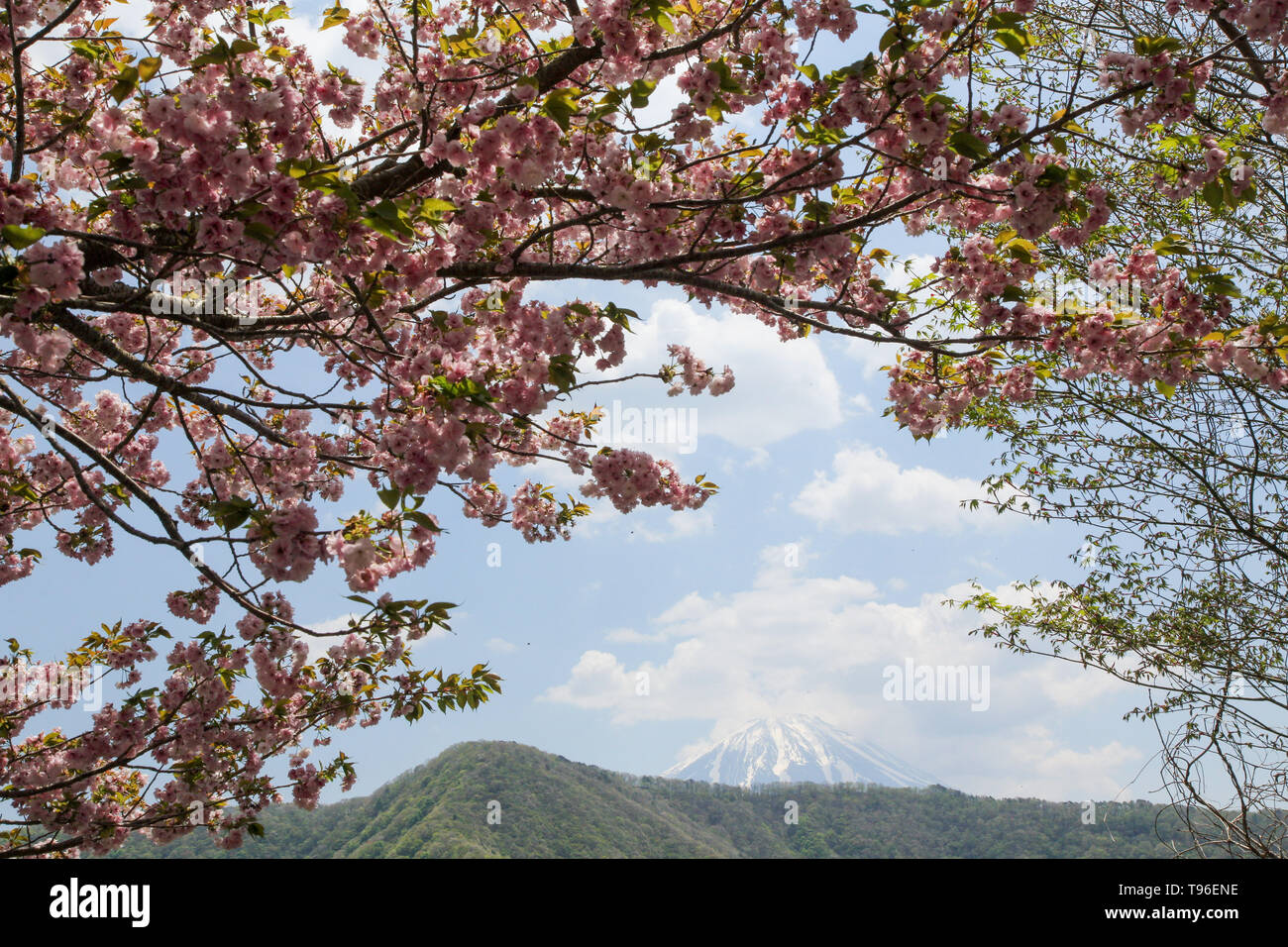 Mount fuji flowering cherry hi-res stock photography and images - Alamy