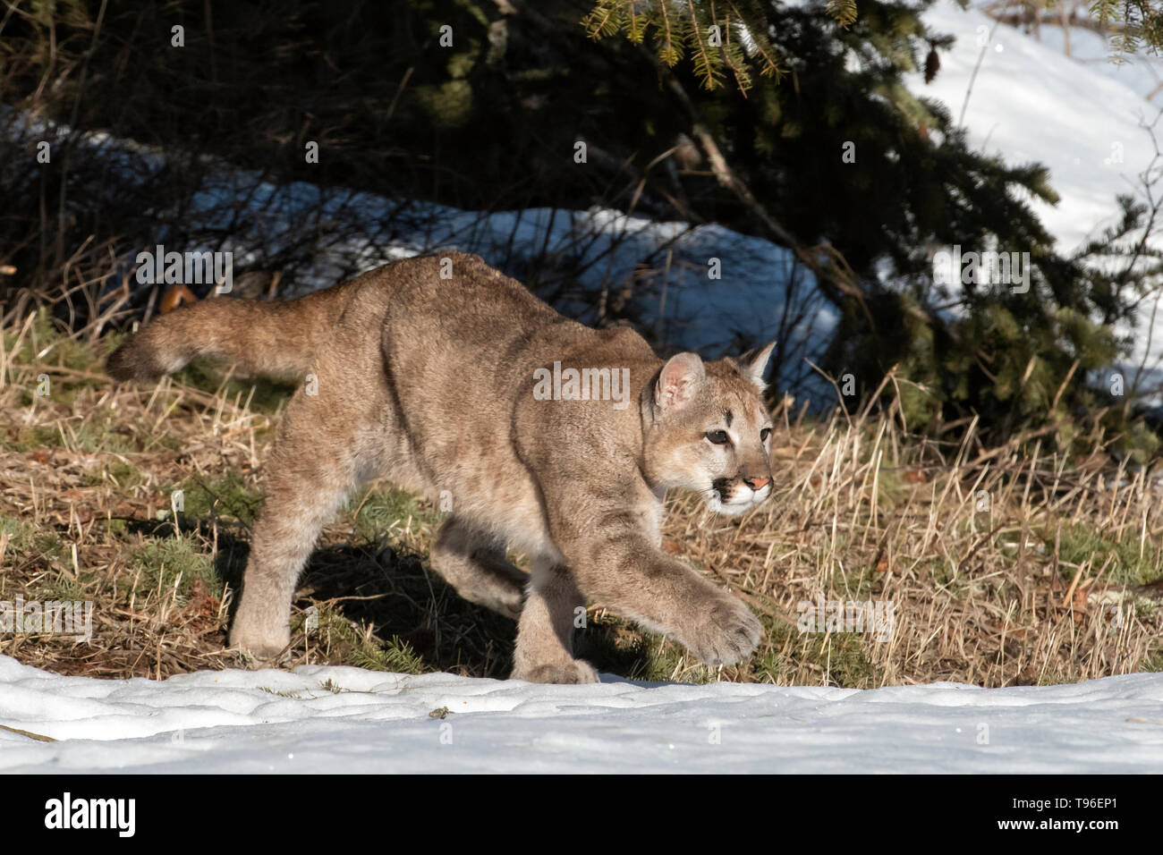 North America; United States; Montana; Wildlife; Mammals; Predators ...