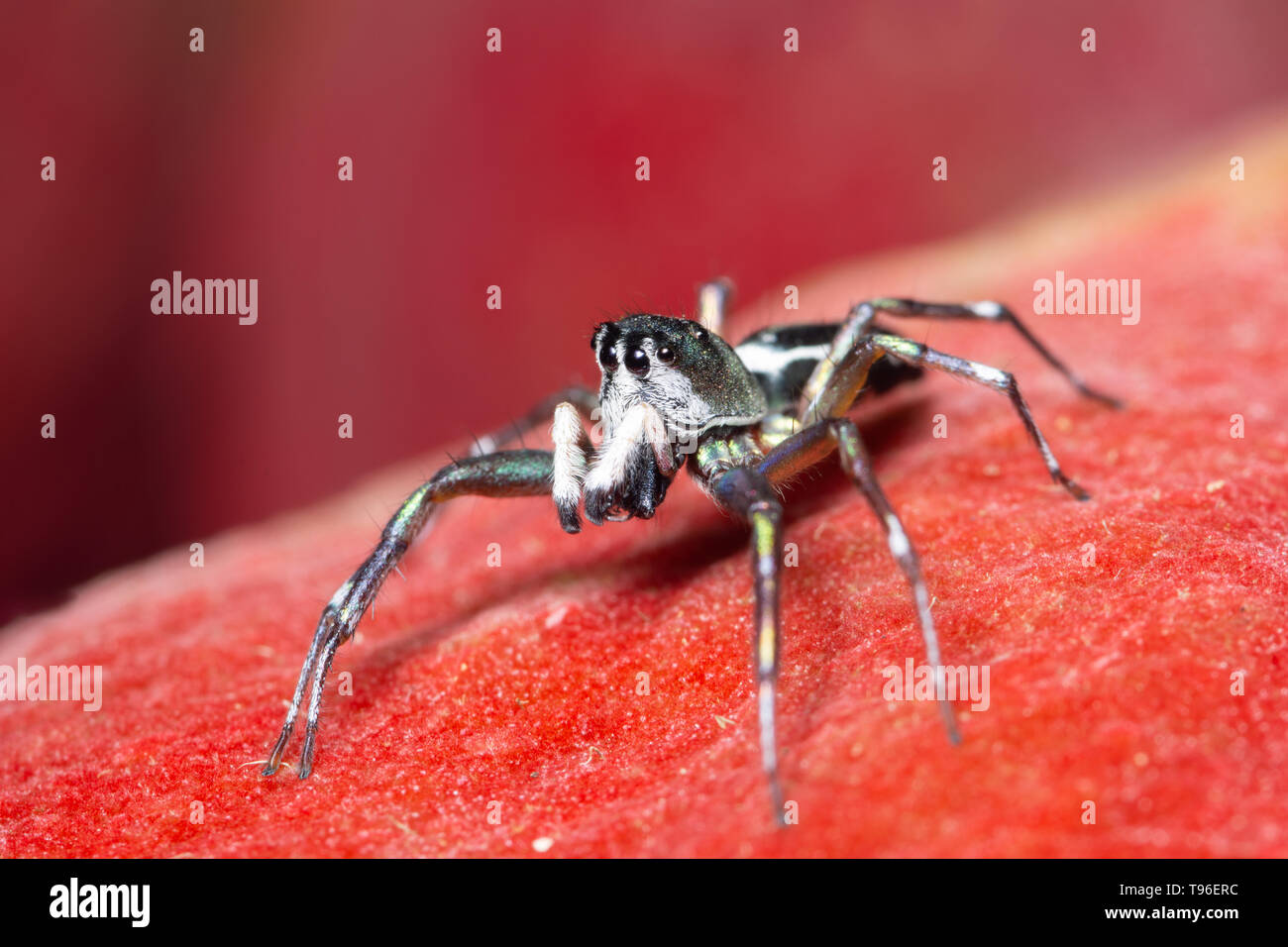 Macro spider on red background Stock Photo - Alamy