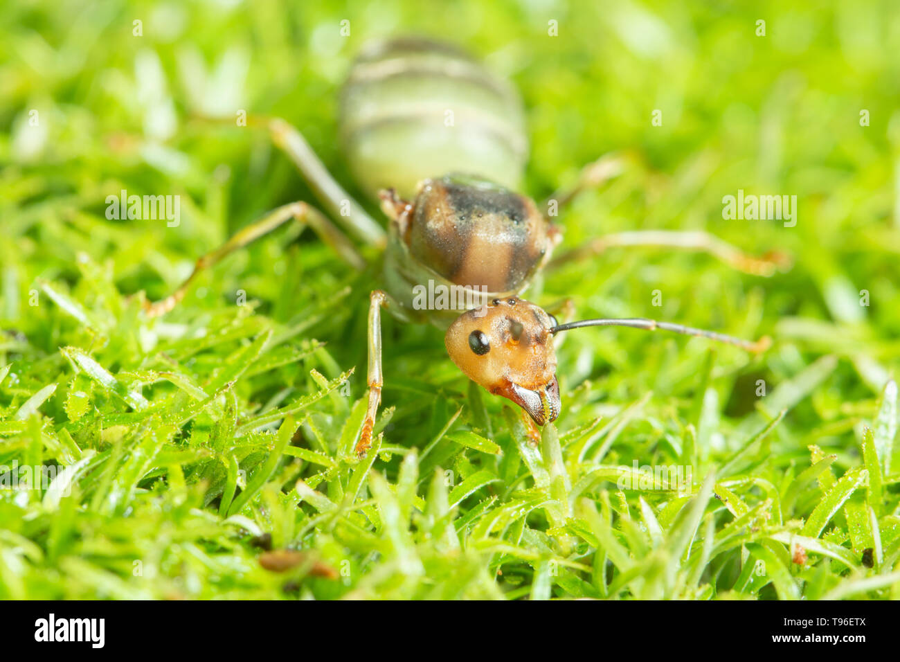 Macro green ants on grass Stock Photo - Alamy