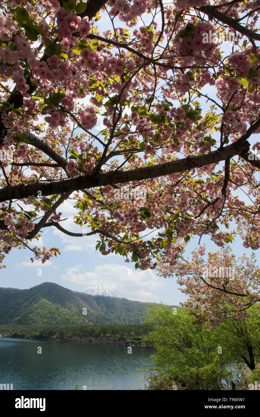 Saiko lake hi-res stock photography and images - Alamy