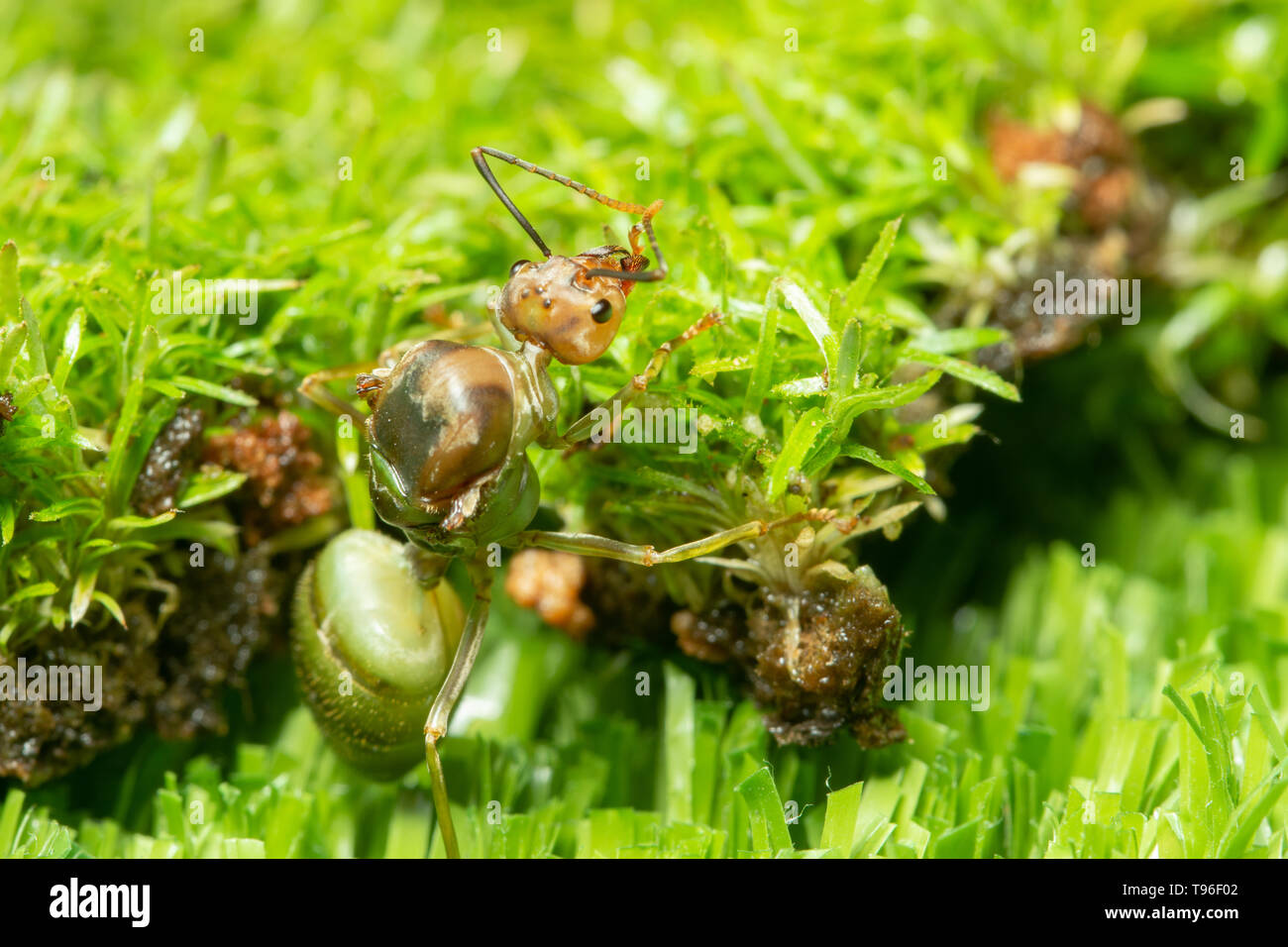 Macro green ants on grass Stock Photo - Alamy