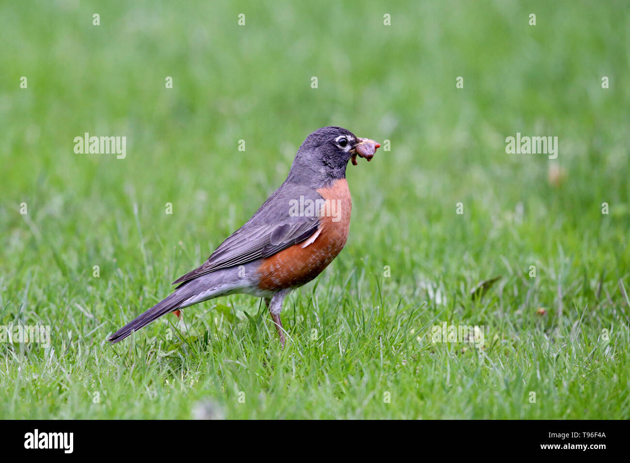 Young Robins High Resolution Stock Photography and Images - Alamy