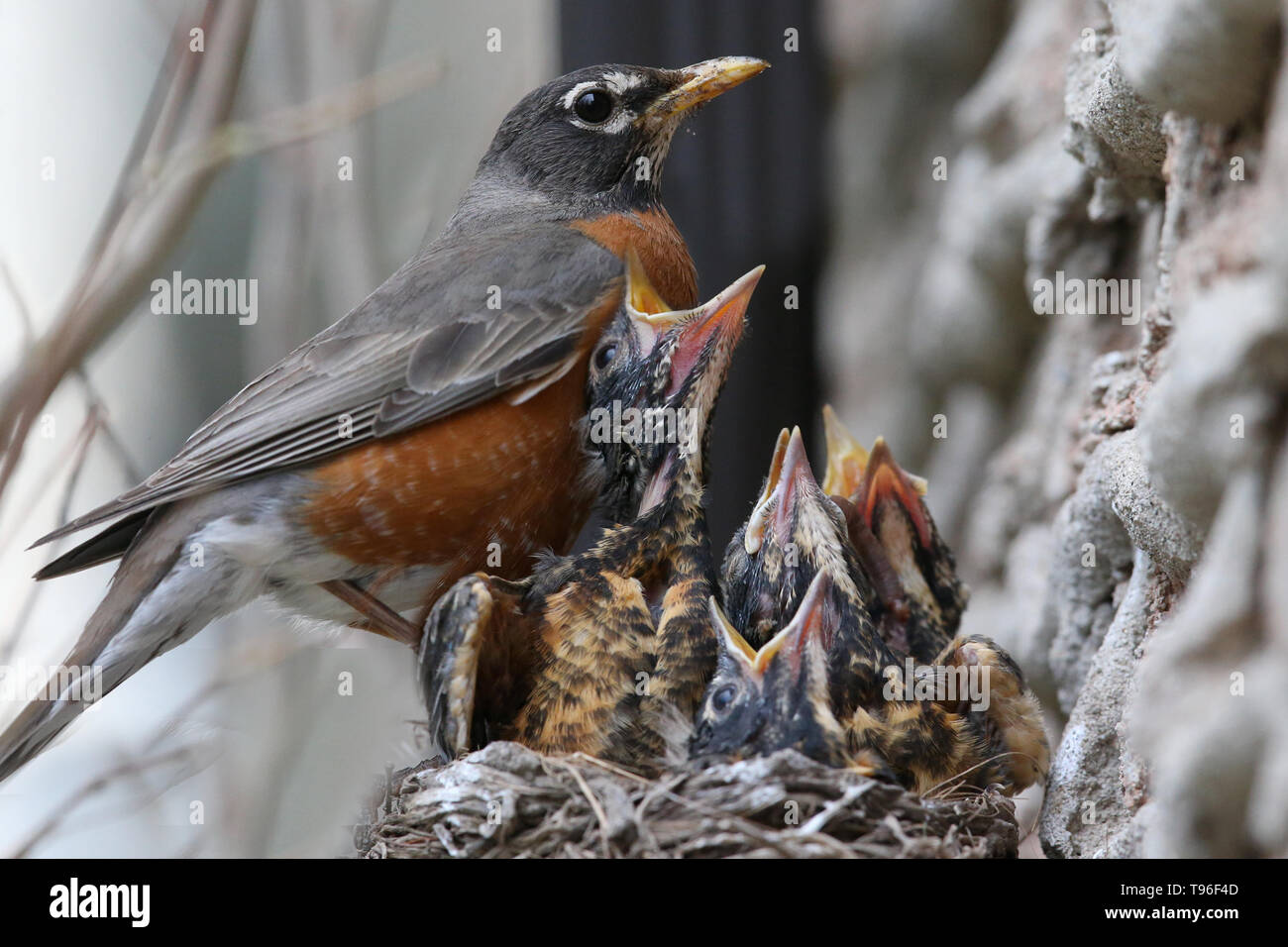 Mom baby to care giver hi-res stock photography and images - Alamy