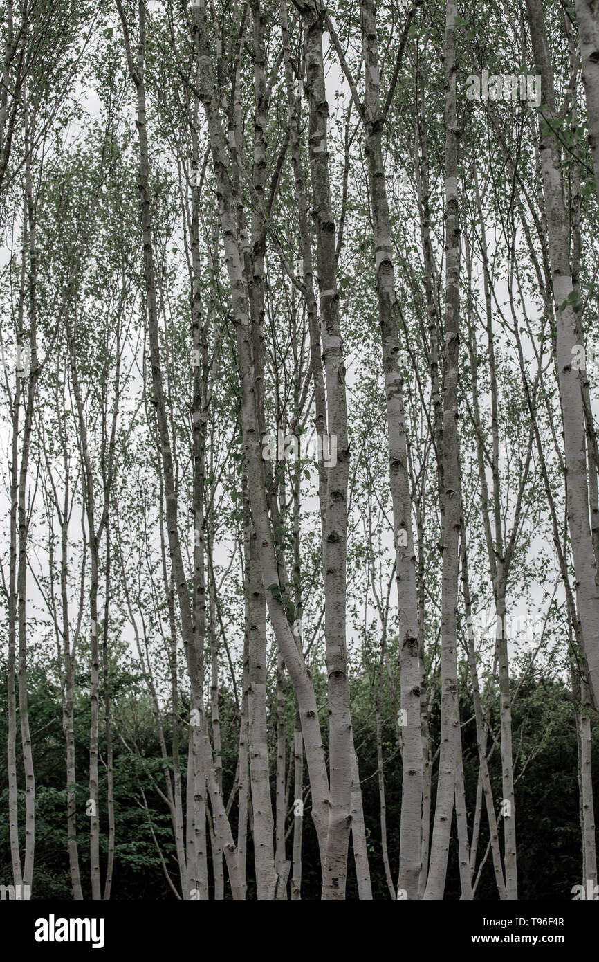 Birch trees in winter hi-res stock photography and images - Alamy