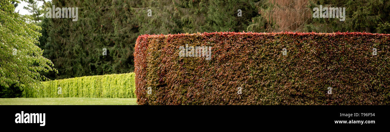 Clipped hedge formal hi-res stock photography and images - Alamy