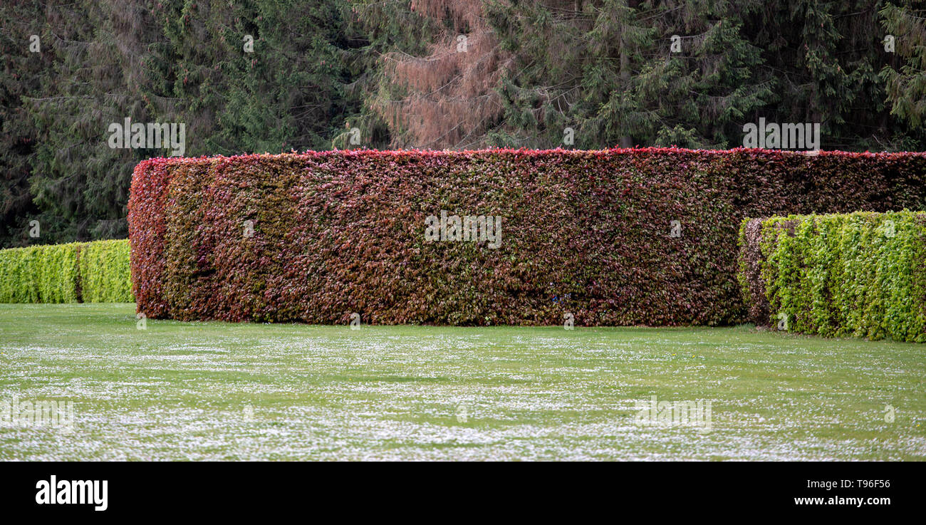 Clipped Garden Hedge High Resolution Stock Photography and Images - Alamy