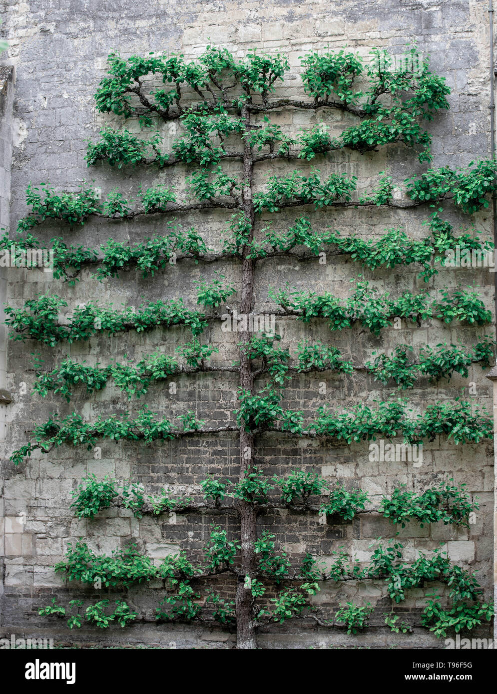 Climbing plant stem hi-res stock photography and images - Alamy
