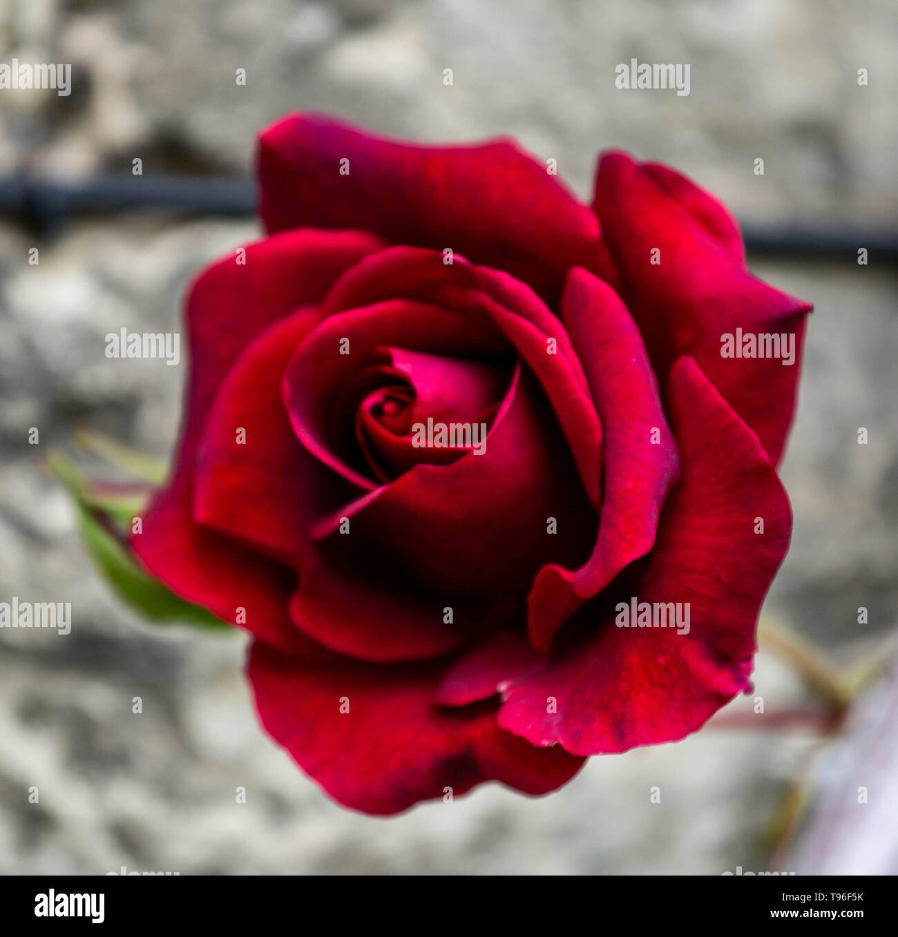 Beautiful Red Rose Stock Photo - Alamy