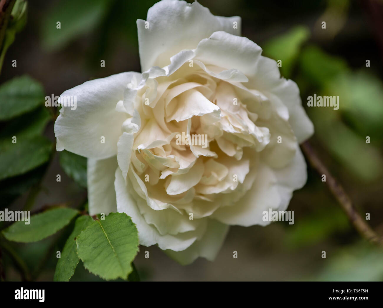 Lovely White Rose Stock Photo - Alamy