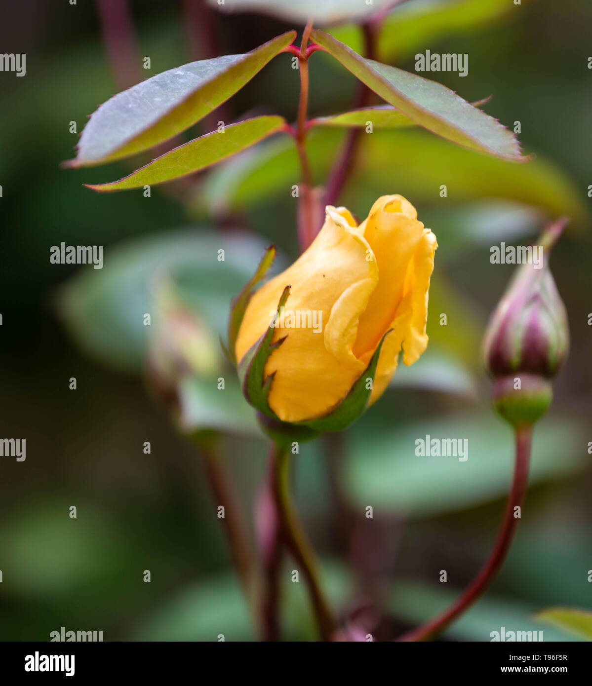A Rose in Yellow Stock Photo - Alamy