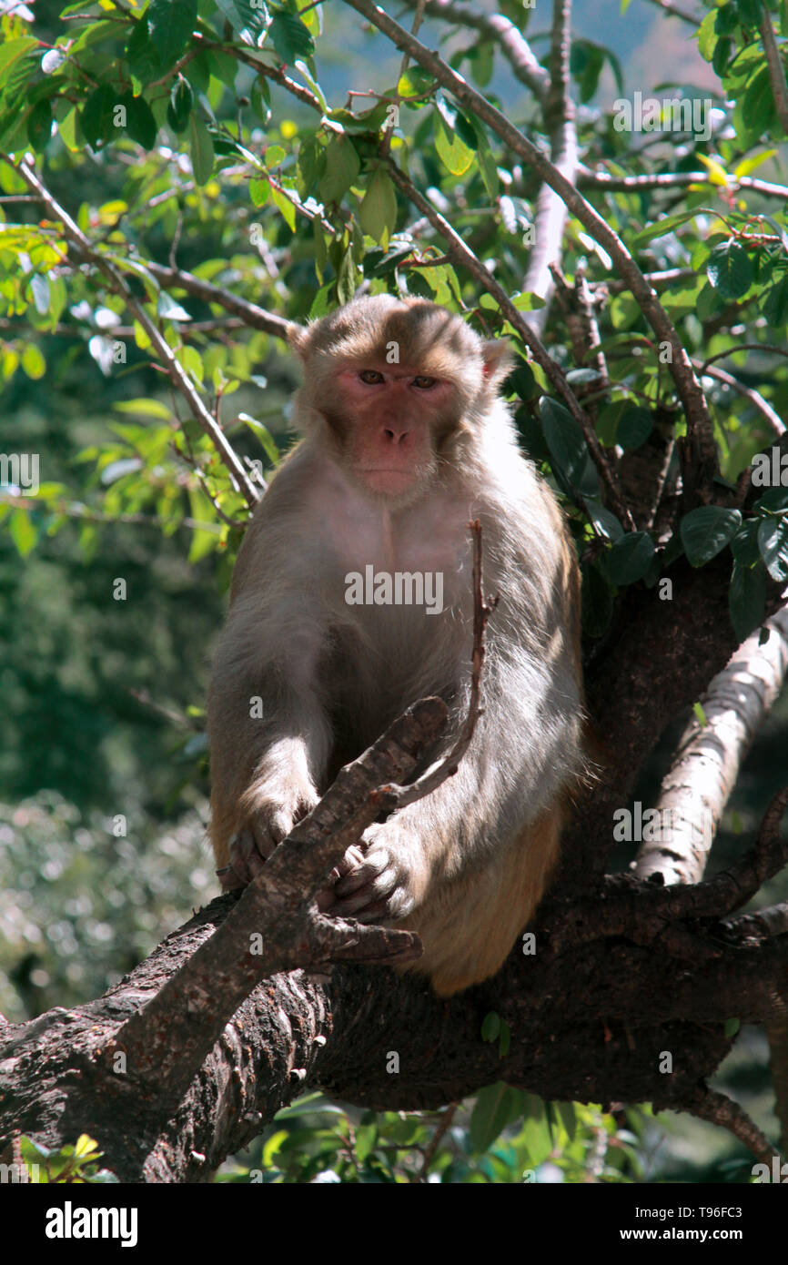 Male rhesus macaques watching the environment. The watchful leader of ...