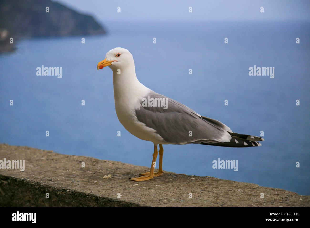 Seagull bird standing and looking. behind view of the sea. full body ...