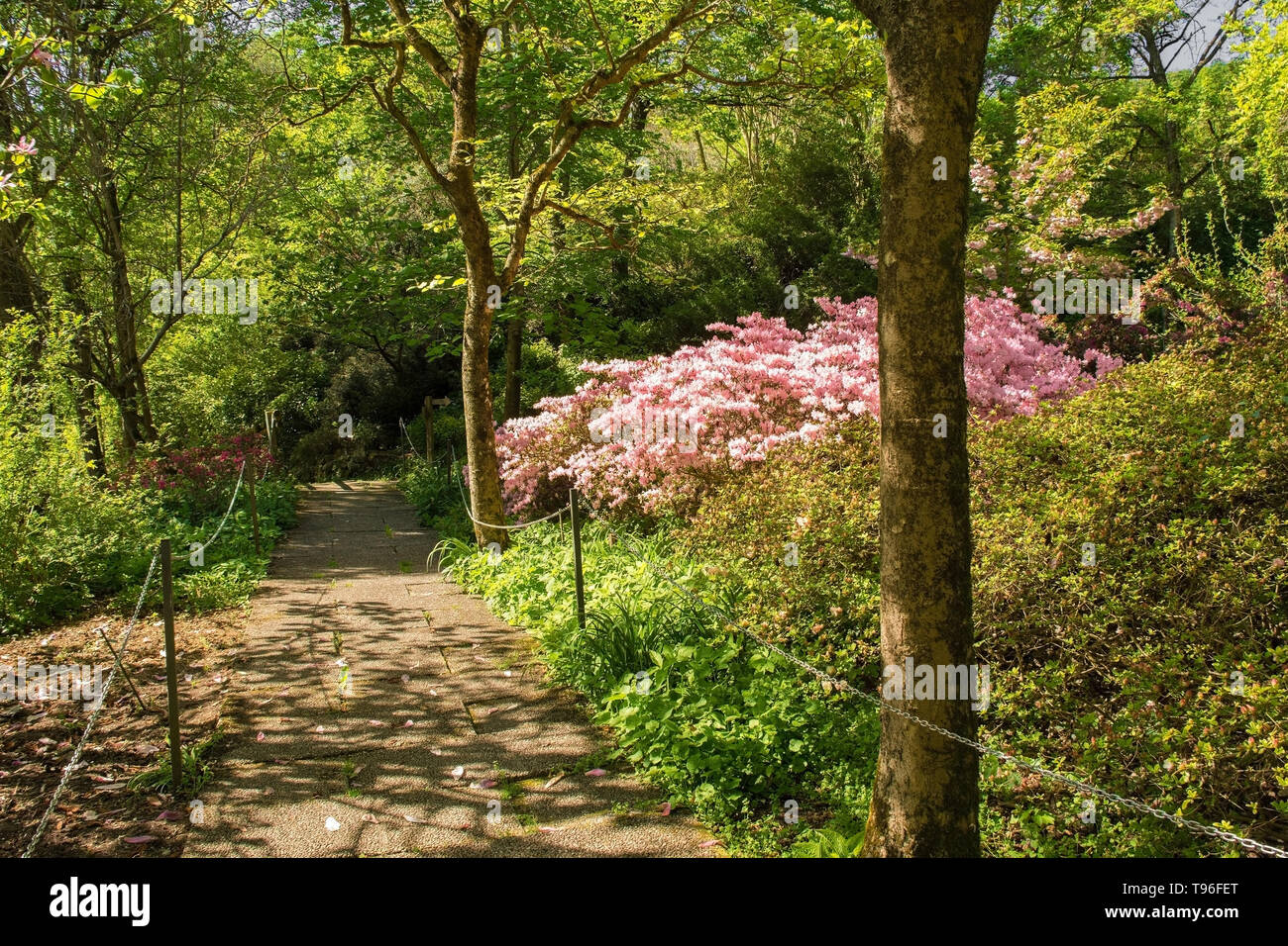Lots of azaleas hi-res stock photography and images - Alamy