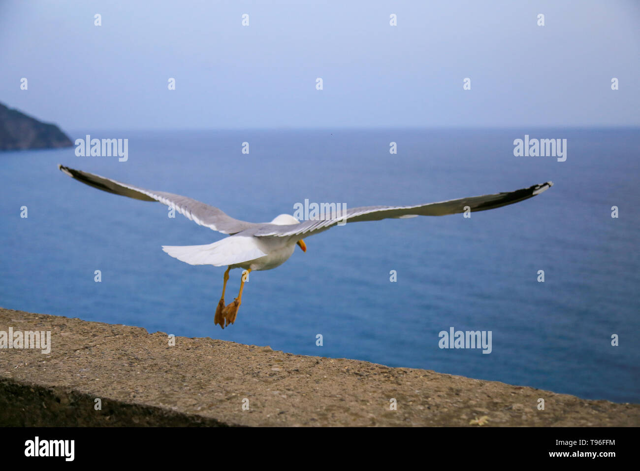 Seagull bird standing and looking. behind view of the sea. full body ...