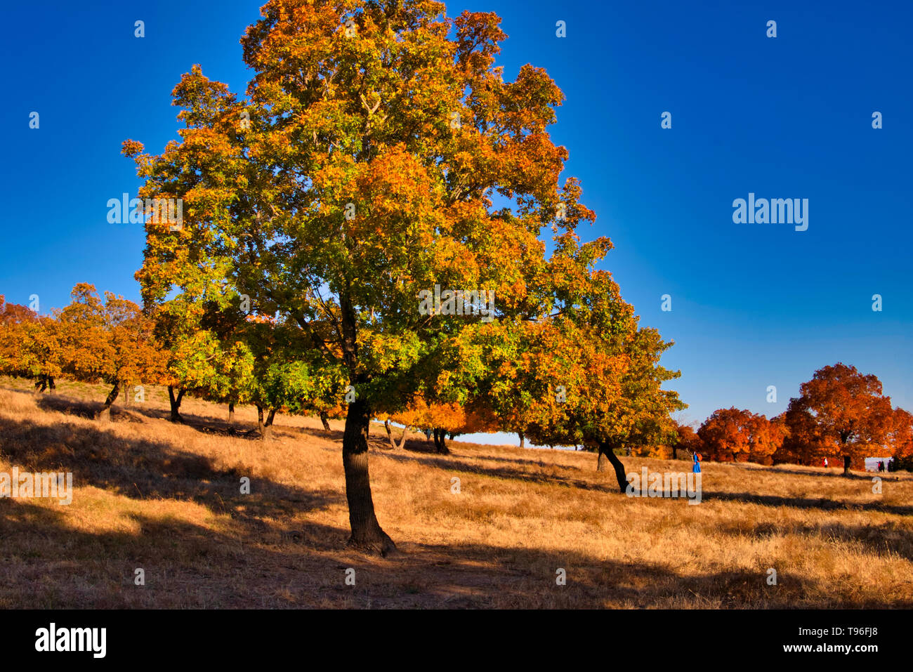 Maple tree forest during autumn Stock Photo - Alamy