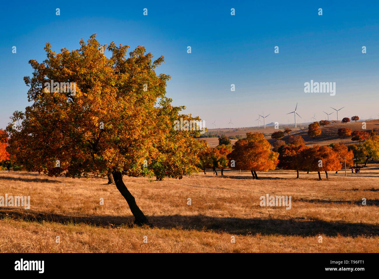 Maple tree forest during autumn Stock Photo - Alamy