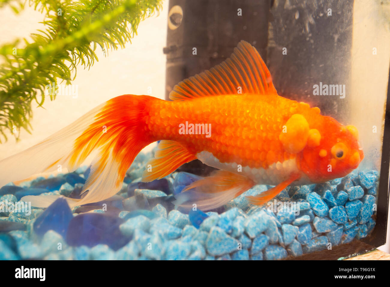 Sick goldfish with bumbs on its scale, fish bowl Stock Photo - Alamy