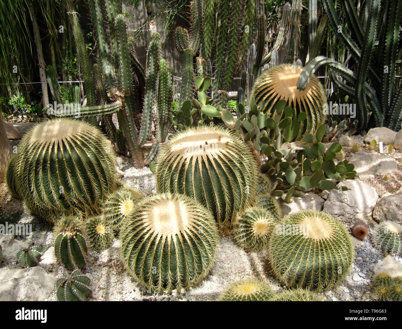 Different varieties of prickly cacti spines. Globular round cactus ...