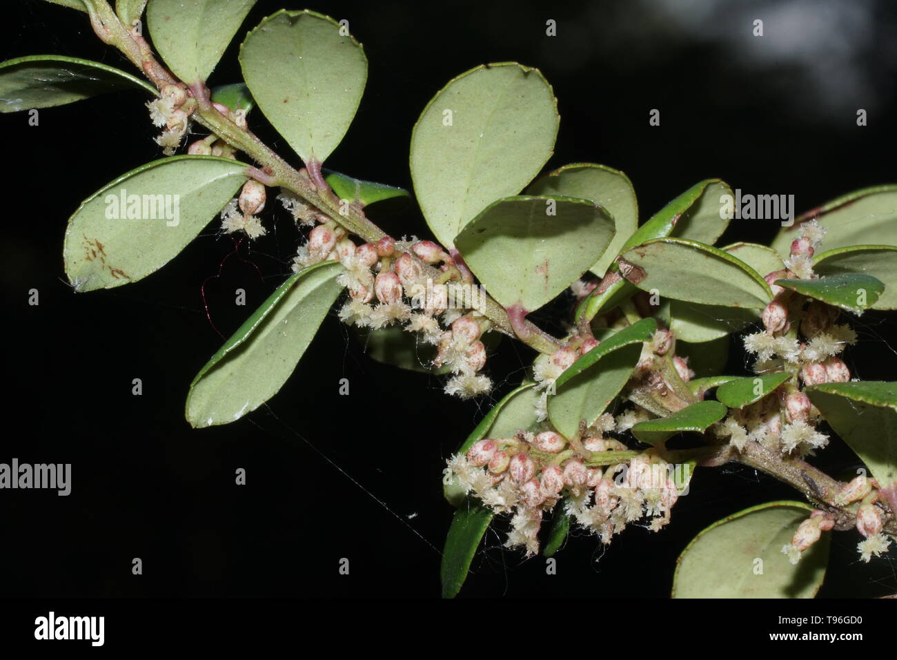 African myrsine hi-res stock photography and images - Alamy