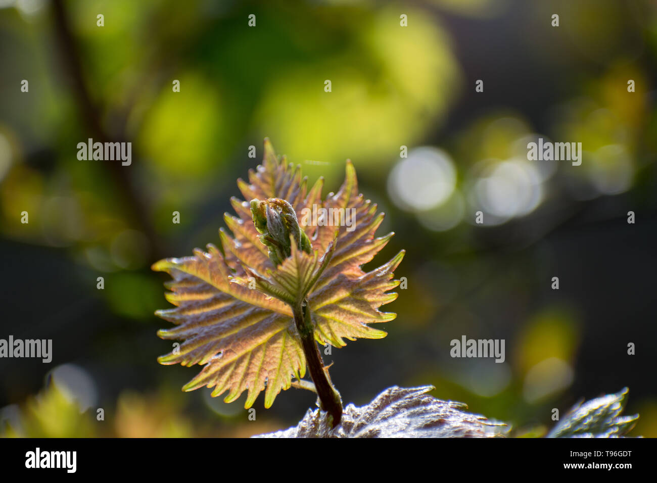 Sunlight Passing Through Grape Leaves Stock Photo - Alamy Sunlight Passing Through Grape Leaves Stock Photo - Alamy
