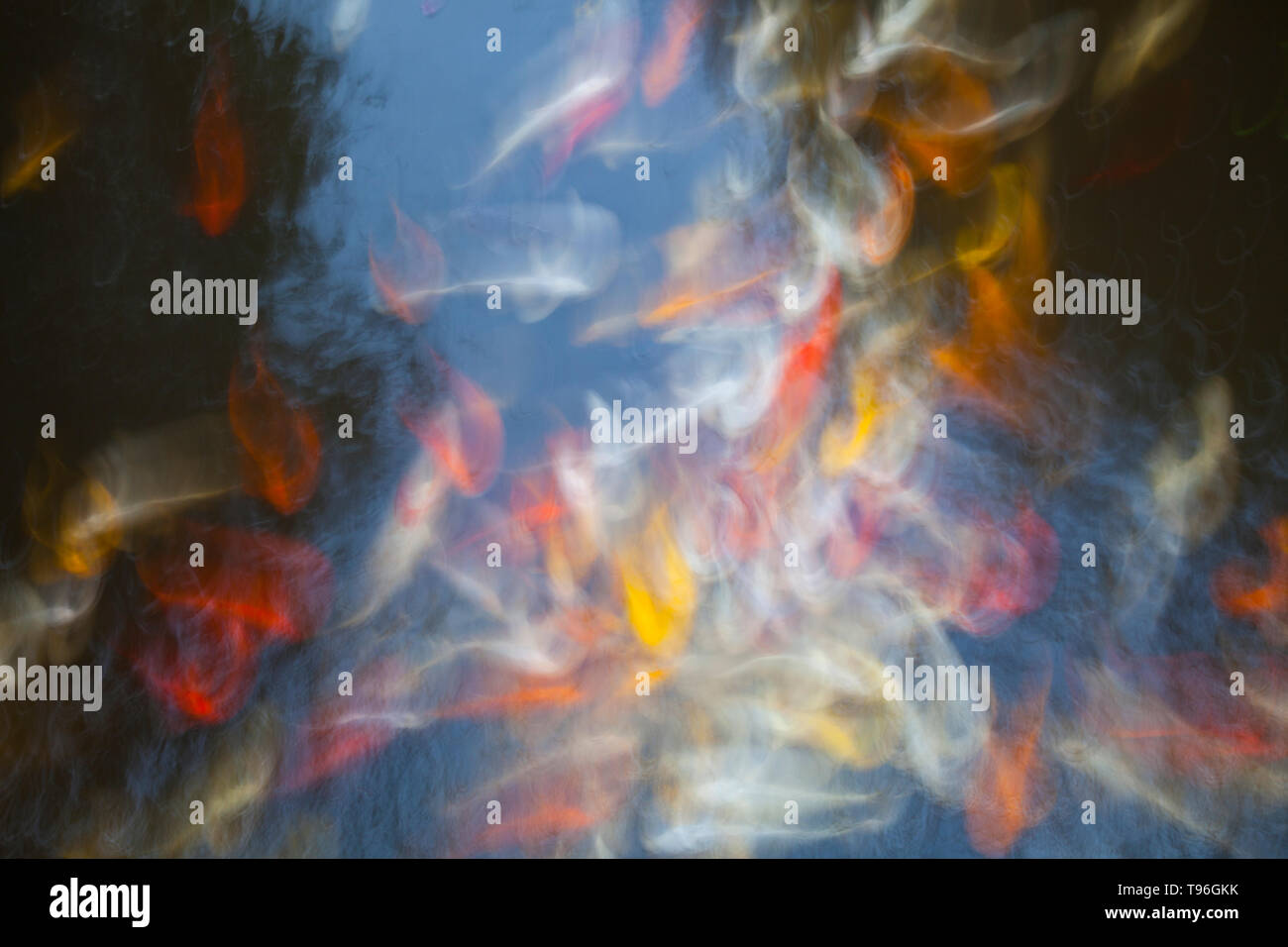 Pez koi. Japón Stock Photo - Alamy