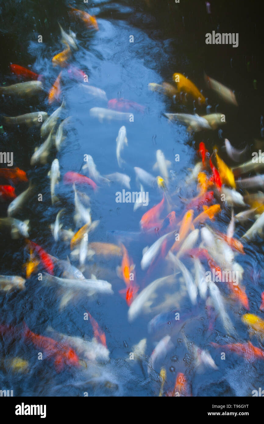 Pez koi. Japón Stock Photo - Alamy
