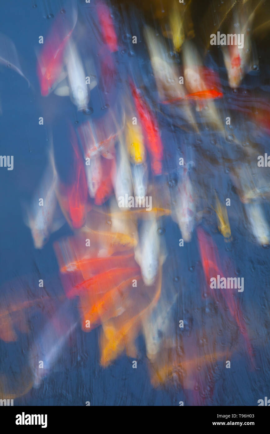 Pez design hi-res stock photography and images - Alamy