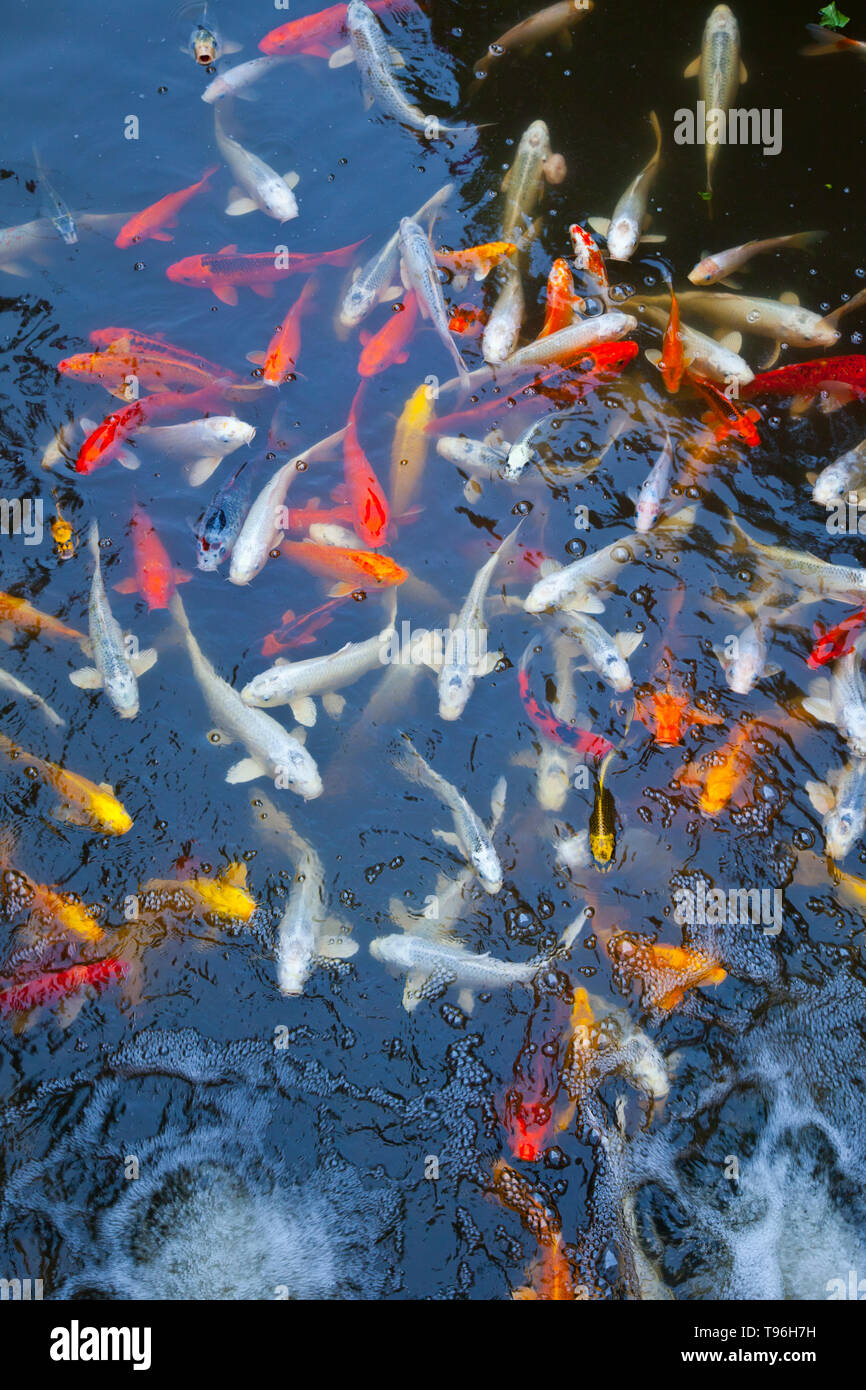 Pez design hi-res stock photography and images - Alamy