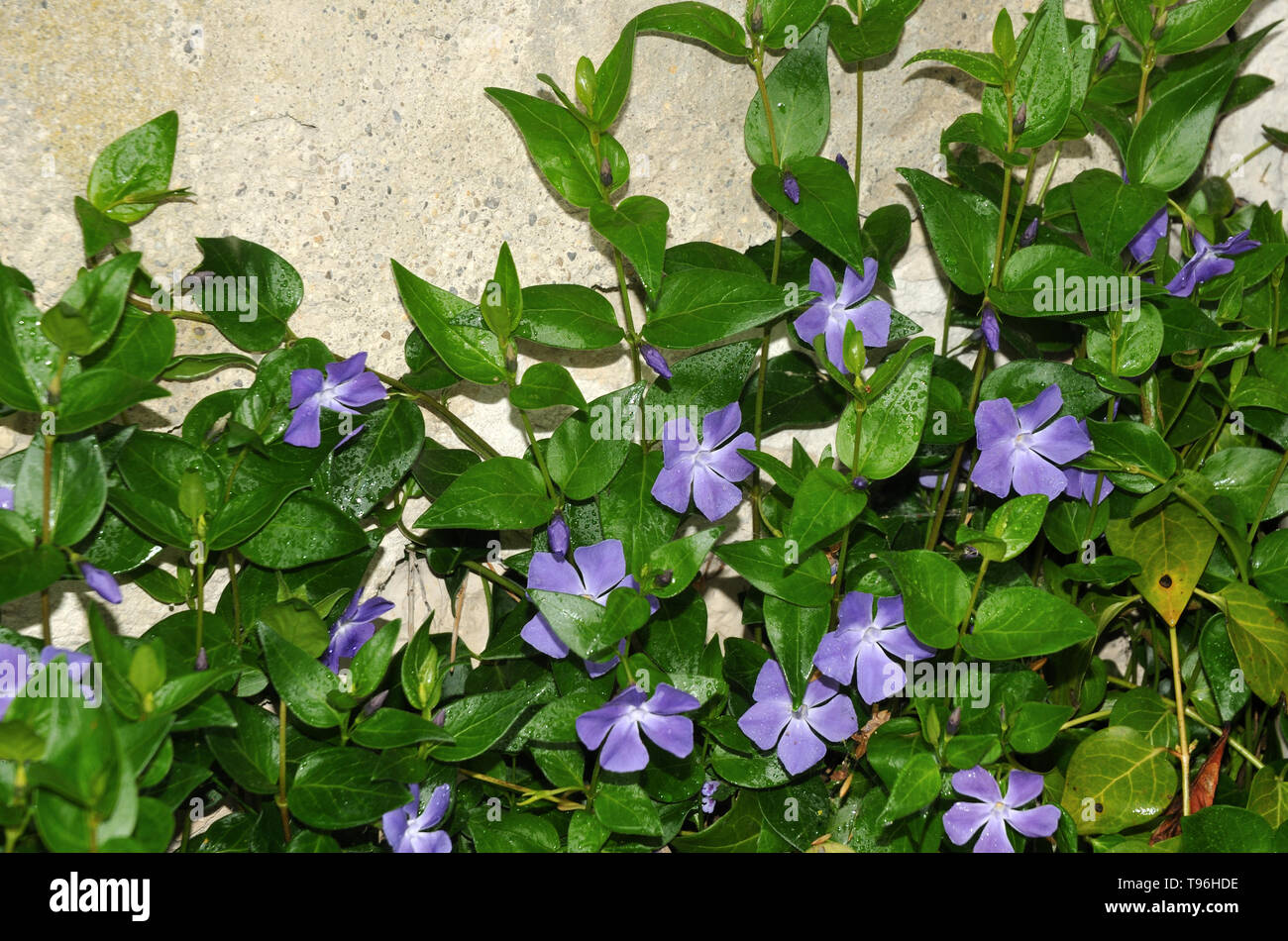periwinkle on rainy day growing next to a wall Stock Photo - Alamy