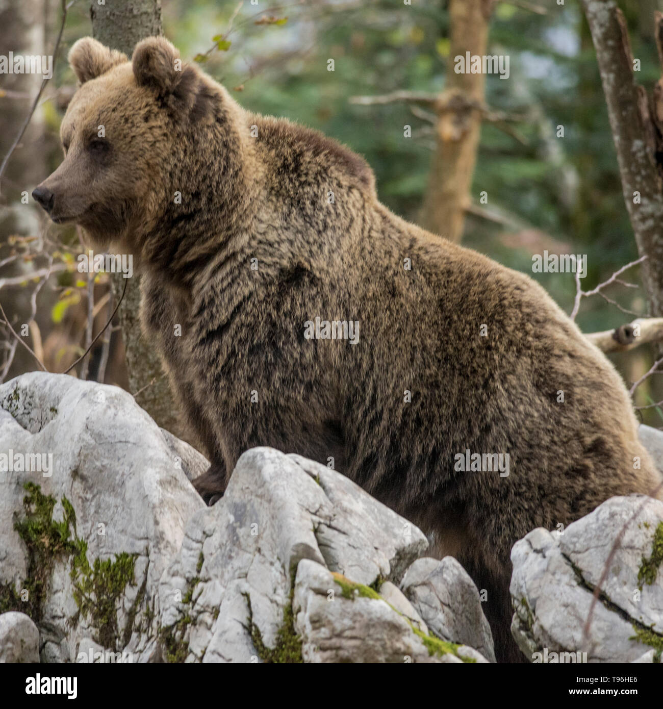 Slovenian wildlife hi-res stock photography and images - Alamy