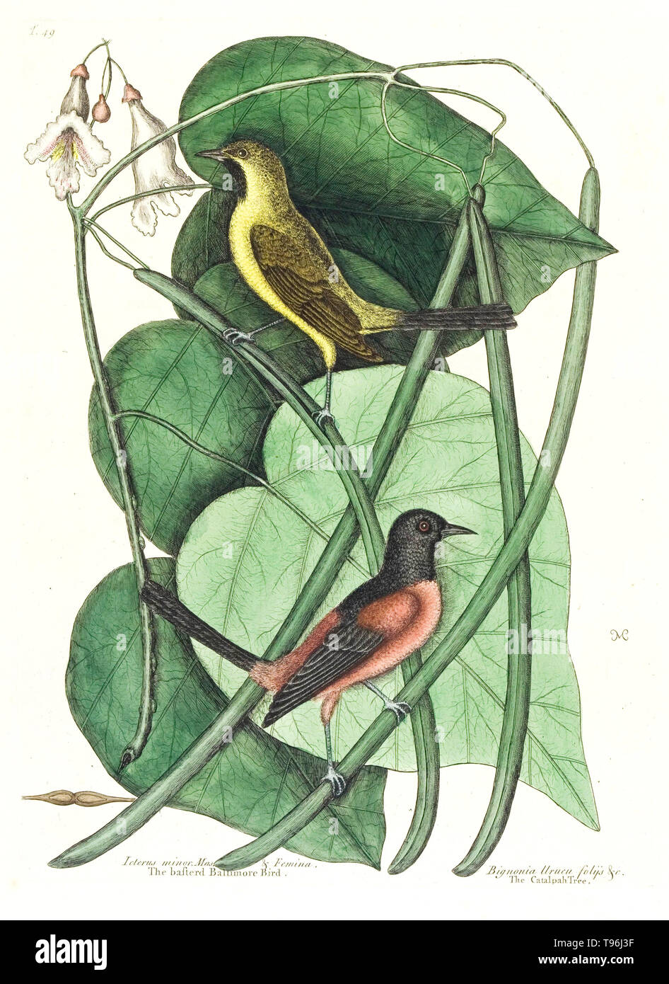 Hand-colored engraving of the Bastard Baltimore bird (Icterus spurius ...