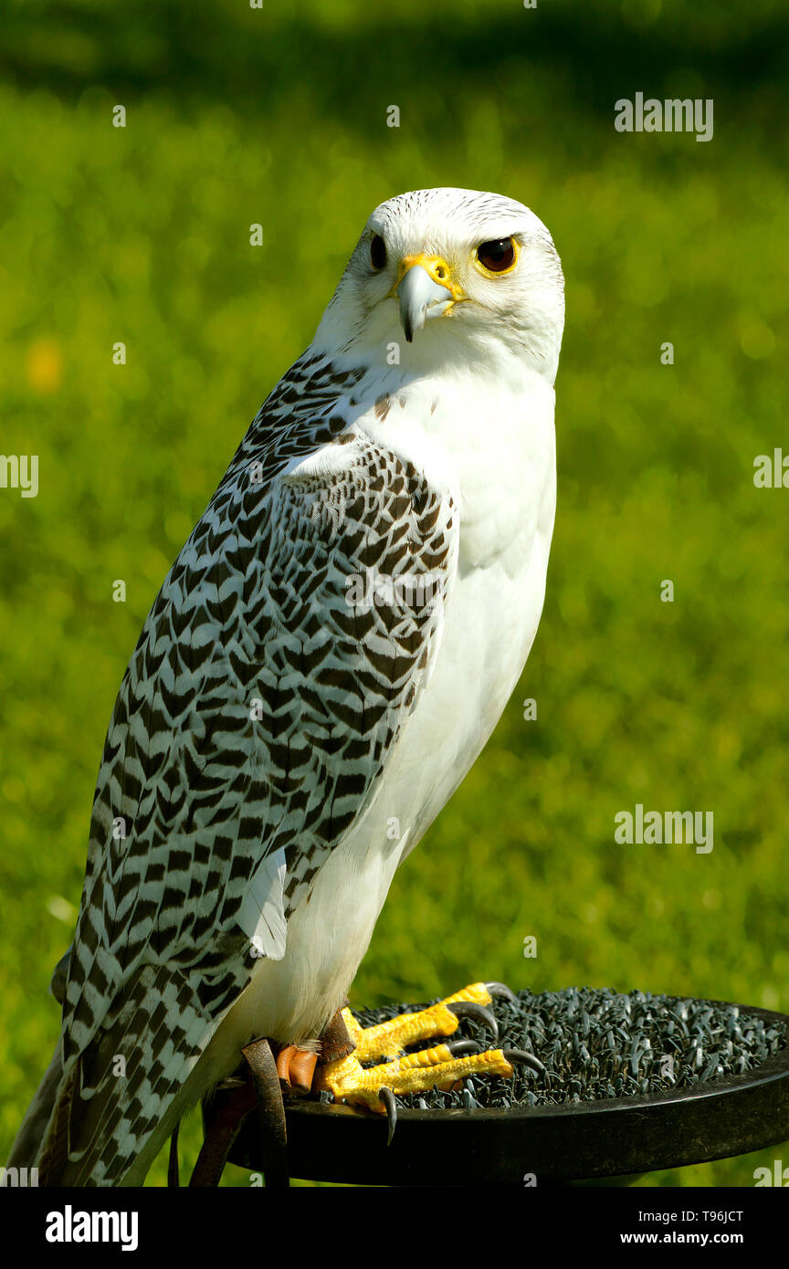 Gyrfalcon Latin name Falco rusticolus is the most northerly of all the ...