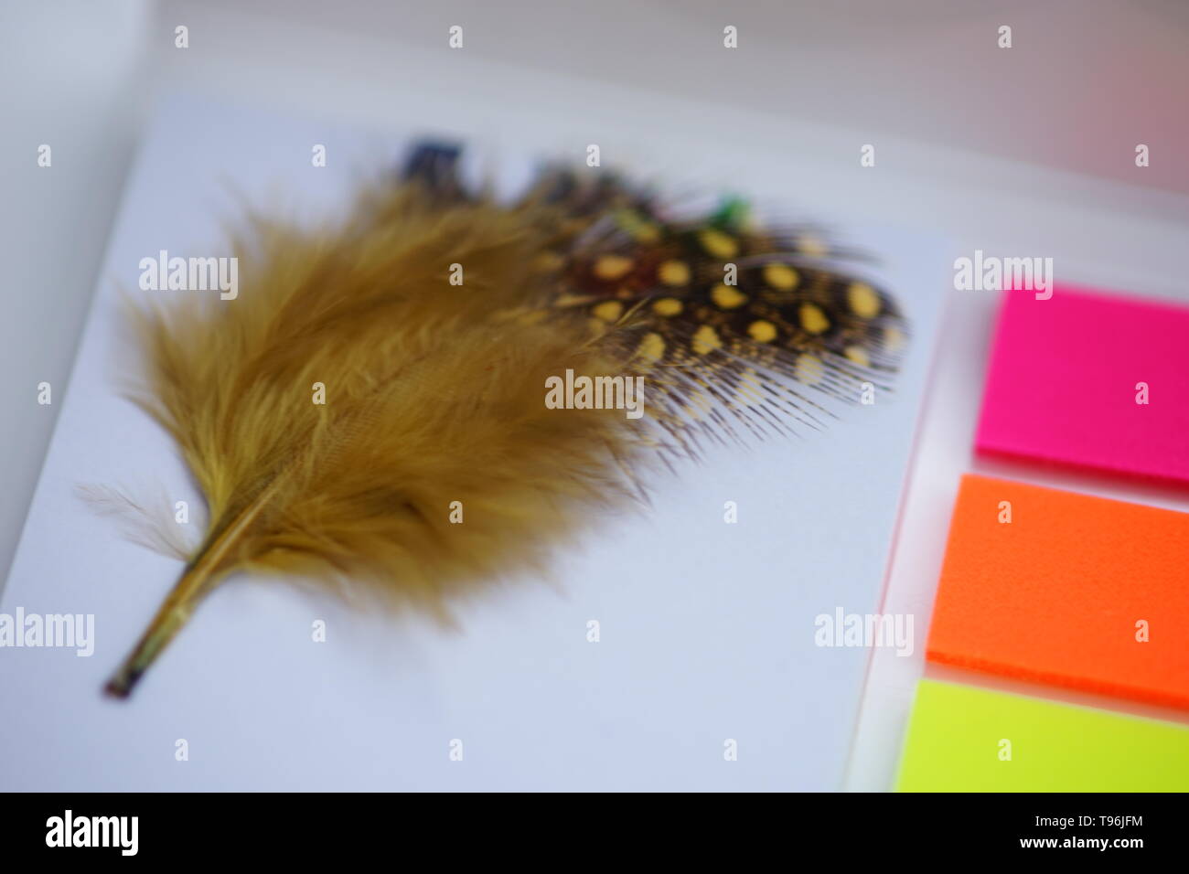 yellow feather with multicolored notes in a notebook Stock Photo - Alamy yellow feather with multicolored notes in a notebook Stock Photo - Alamy