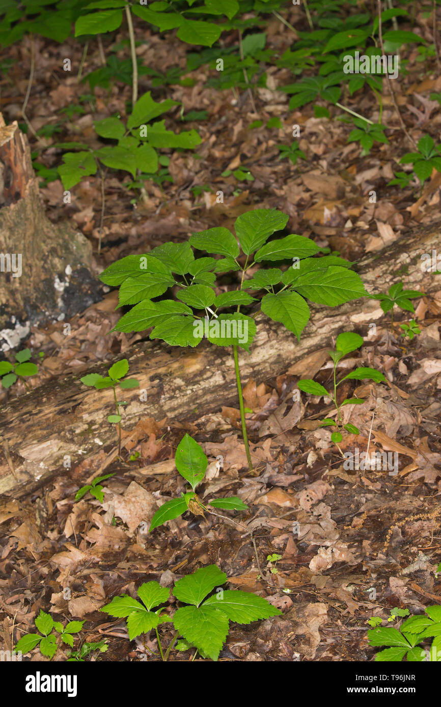 Ginseng Plant Panax Ginseng High Resolution Stock Photography and ...