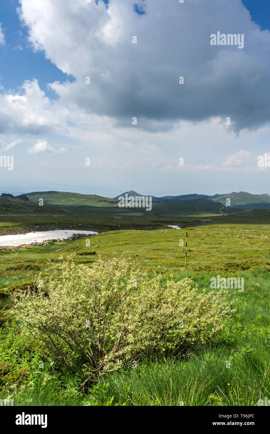 Green hills of Vitosha Mountain near Cherni Vrah Peak, Sofia City ...