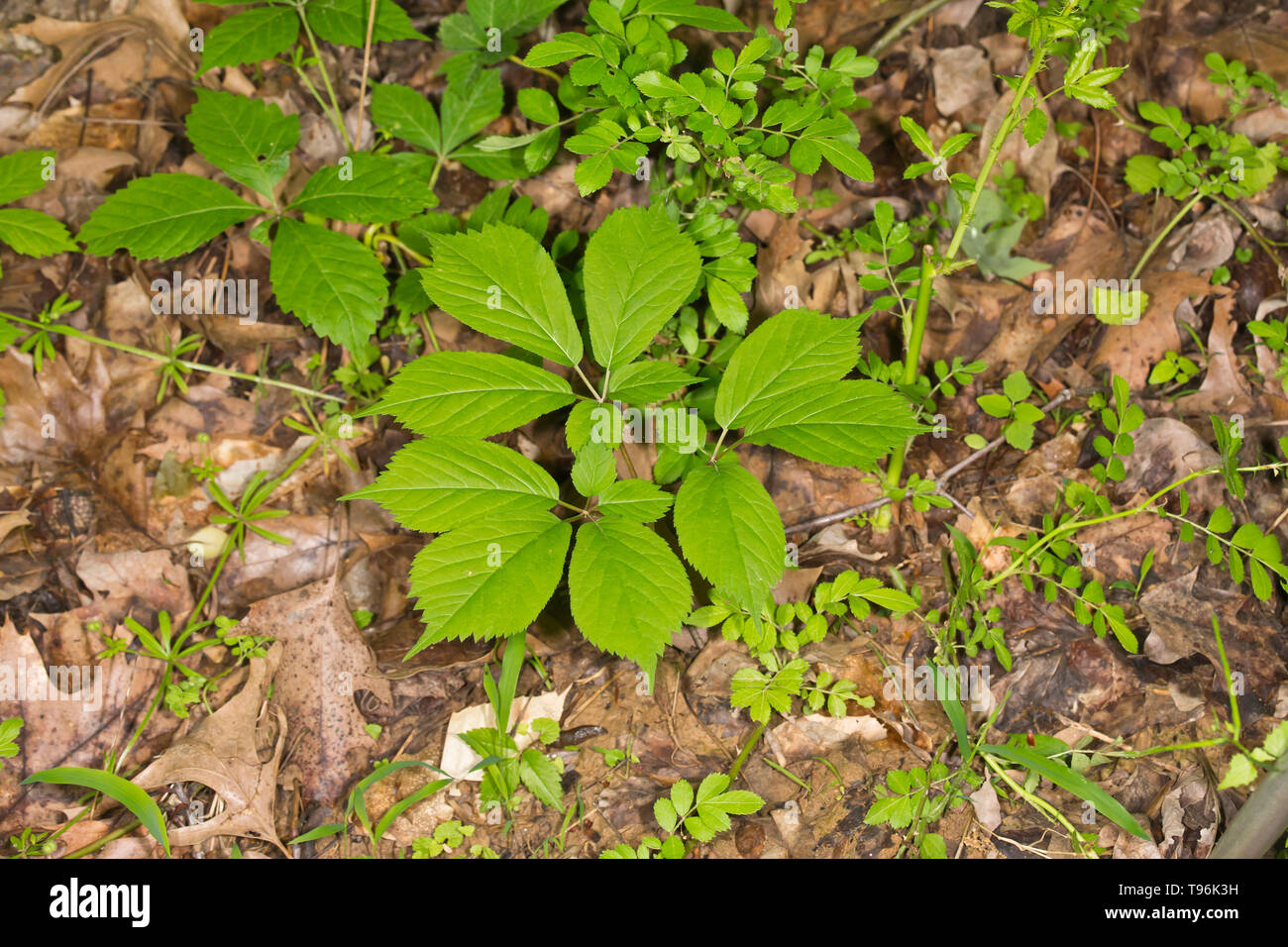 American Ginseng Stock Photos & American Ginseng Stock Images - Alamy