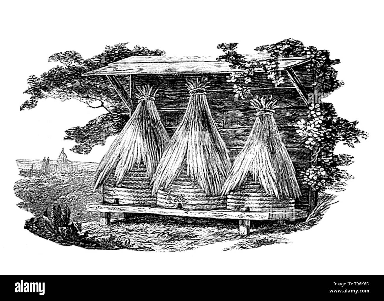 Skep hi-res stock photography and images - Alamy