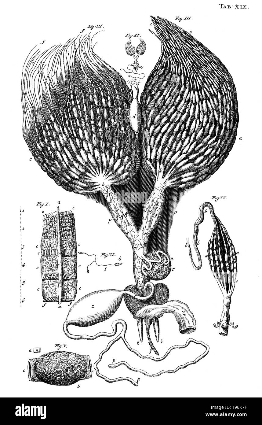 Reproductive organs of the bee. Bees are flying insects closely related ...