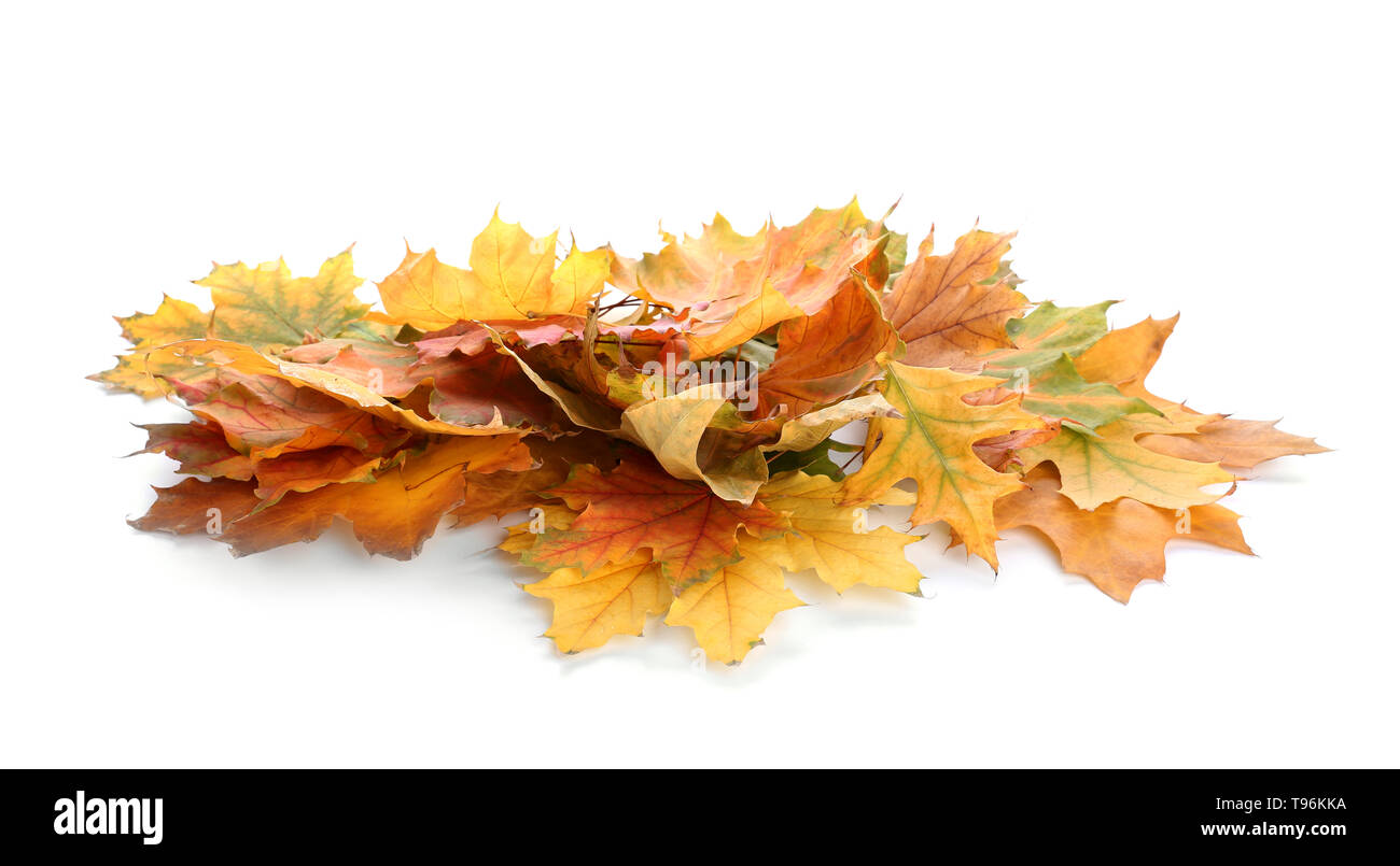 Autumn leaves on white background Stock Photo - Alamy