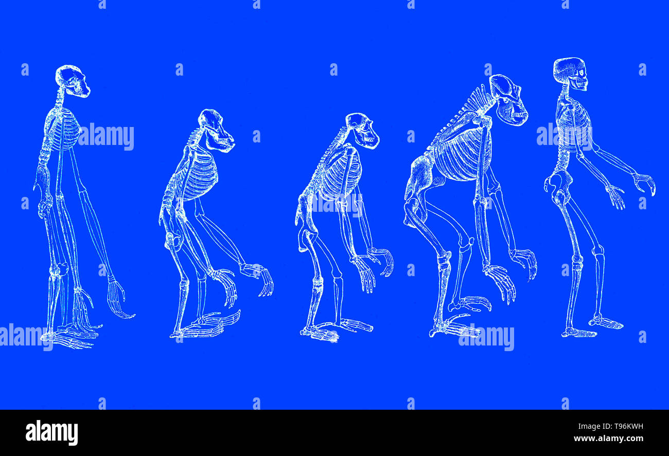 Human Evolution Tree Of Life