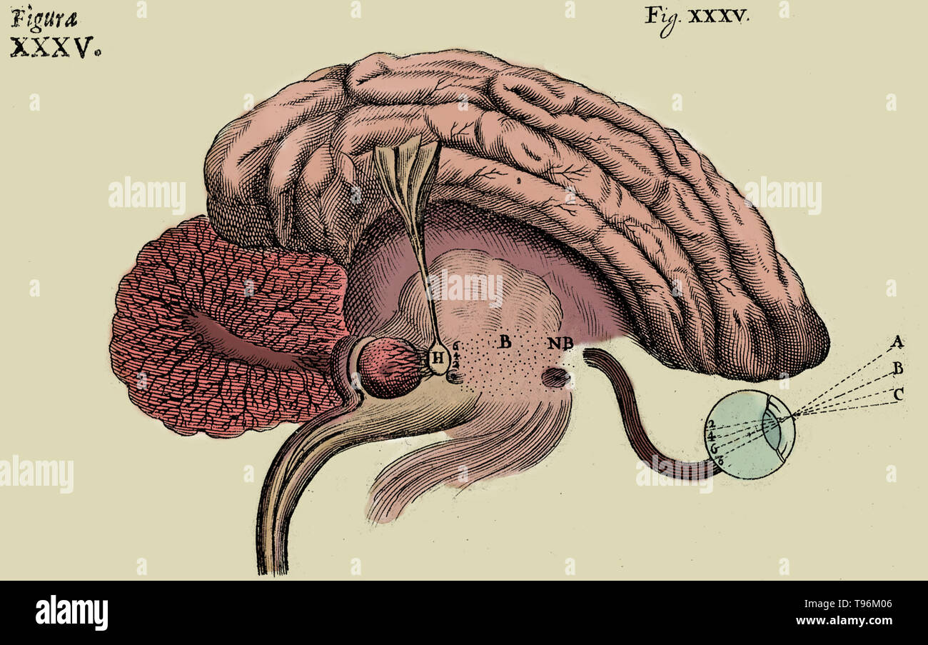 Historical diagram of the brain, showing the process of sight, by Rene ...