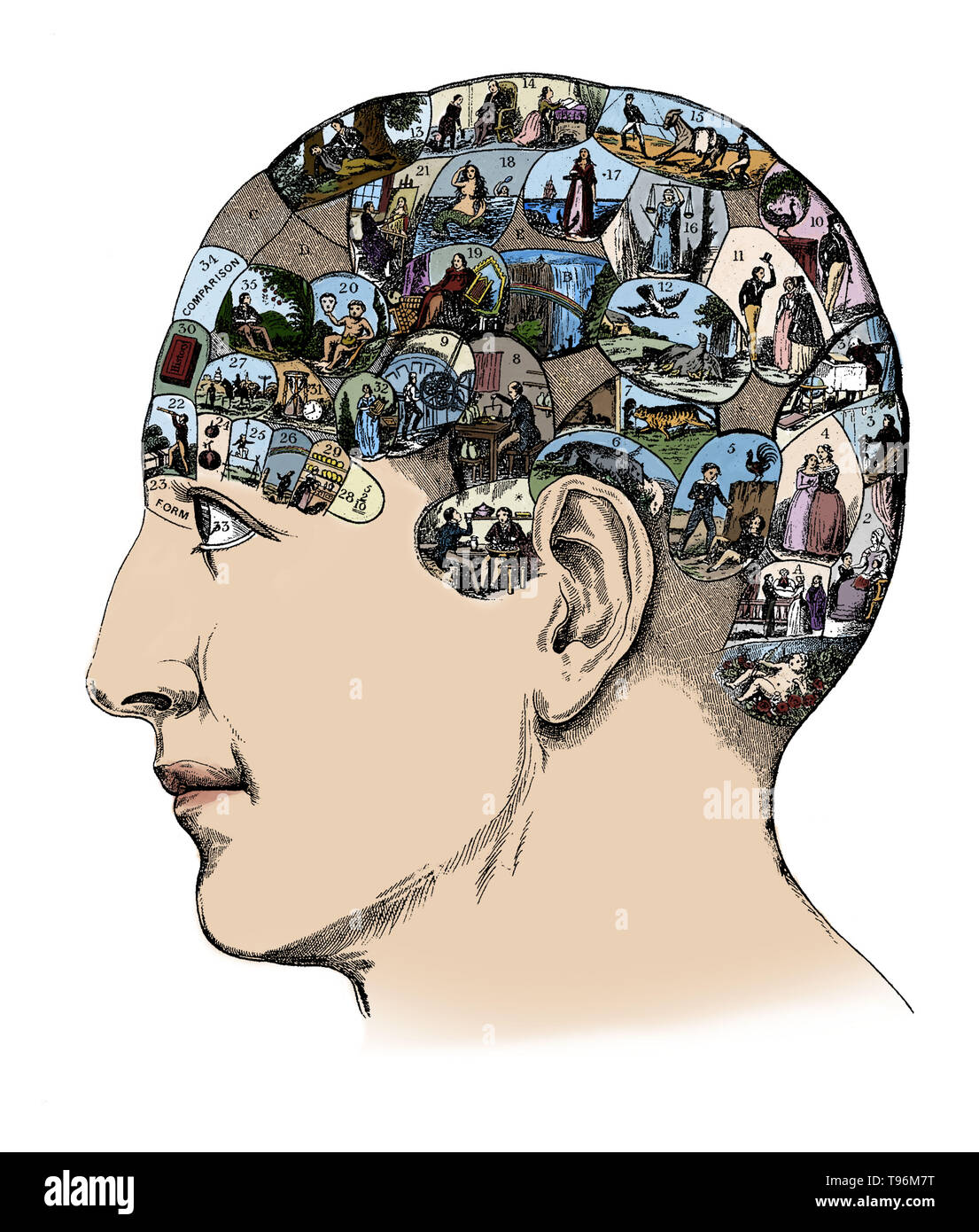 Phrenological faculties hi-res stock photography and images - Alamy