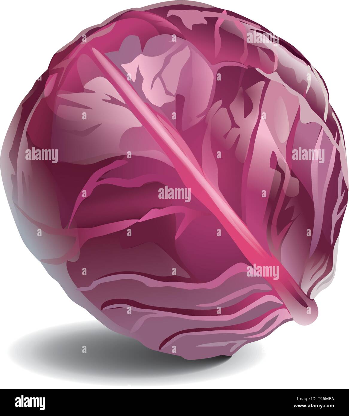 Red Cabbage Clip Art