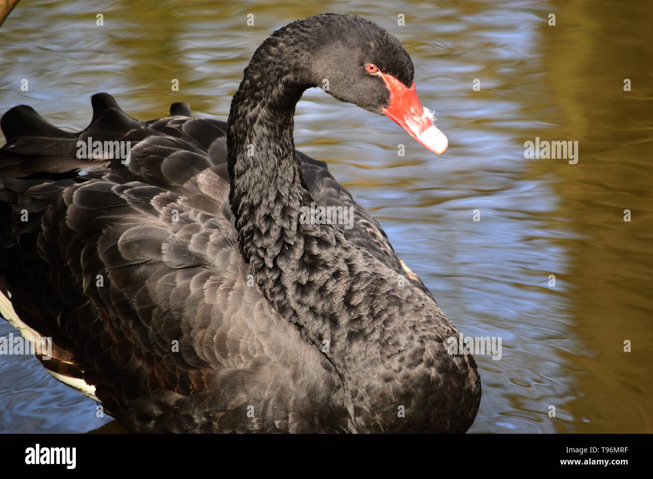 Black swan, water fowl Stock Photo - Alamy