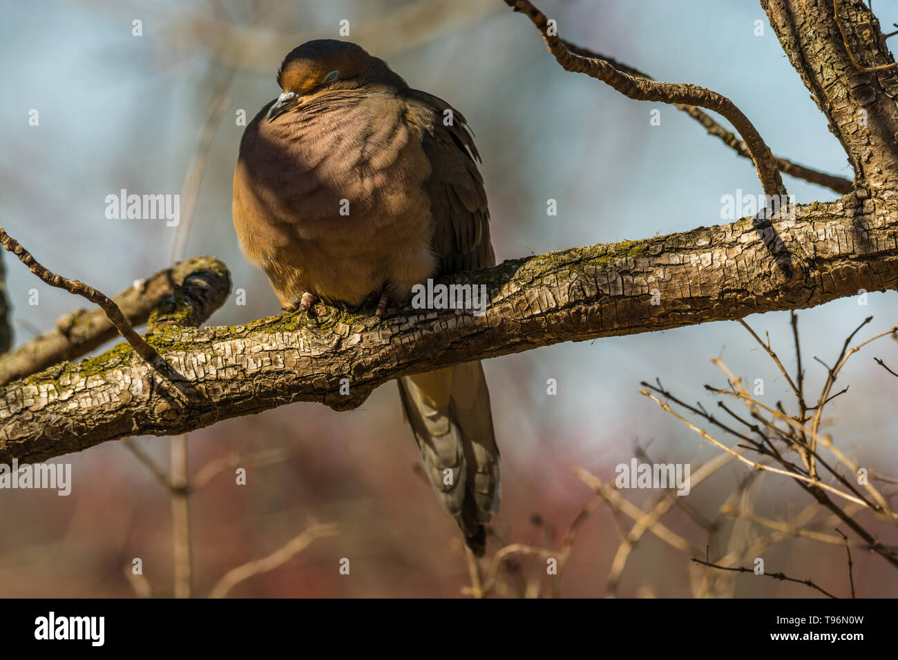 Tree dove hi-res stock photography and images - Alamy